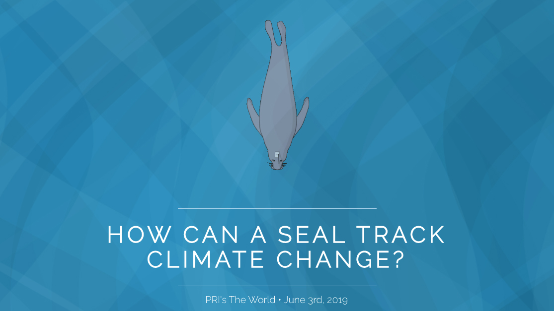 How can a seal track climate change?
